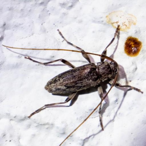 Lepturges Insect Identification Guide, Habitat & Facts