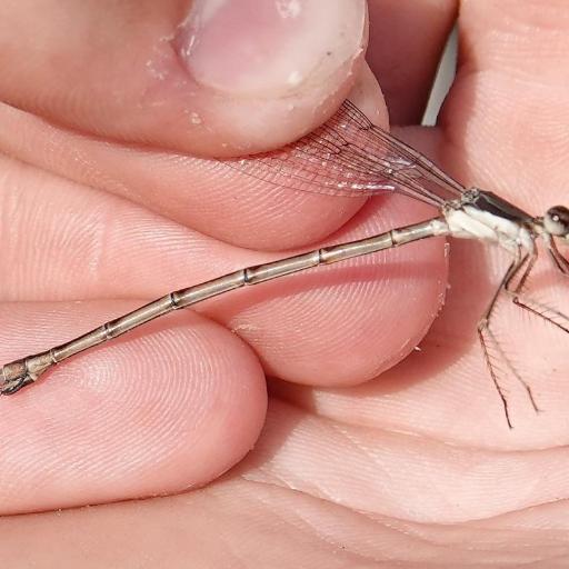 Slender Spreadwing (Lestes Rectangularis) Insect Identification Guide ...