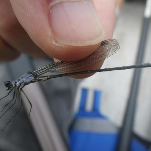 Swamp Spreadwing (Lestes Vigilax) Insect Identification Guide, Habitat ...