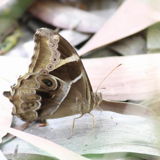Bamboo Treebrown (Lethe Europa) Insect Identification Guide, Habitat ...