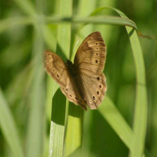 Eyed Brown (Lethe Eurydice) Insect Identification Guide, Habitat & Facts