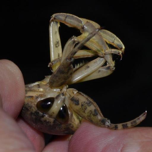 Lethocerus Medius Insect Identification Guide, Habitat & Facts