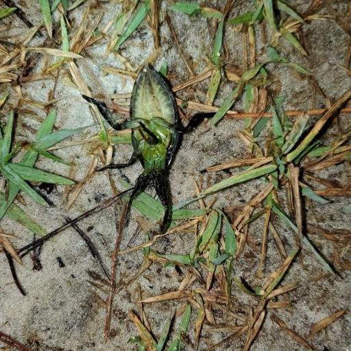 Uhler's Giant Water Bug (Lethocerus Uhleri) Insect Identification Guide ...