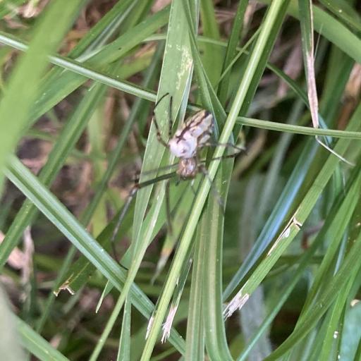 Long-Tailed Giant Ichneumonid Wasp (Megarhyssa Macrura) Insect ...