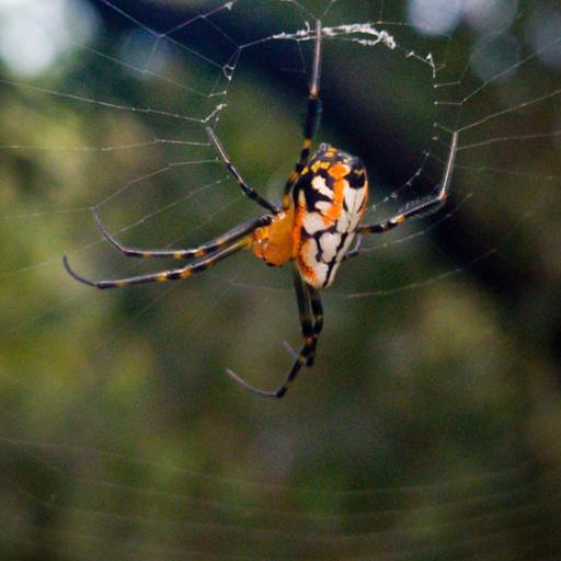 Orange-And-Black Pear Spider (Leucauge Fastigata) Insect Identification ...