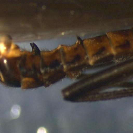 Leuctra Insect Identification Guide, Habitat & Facts