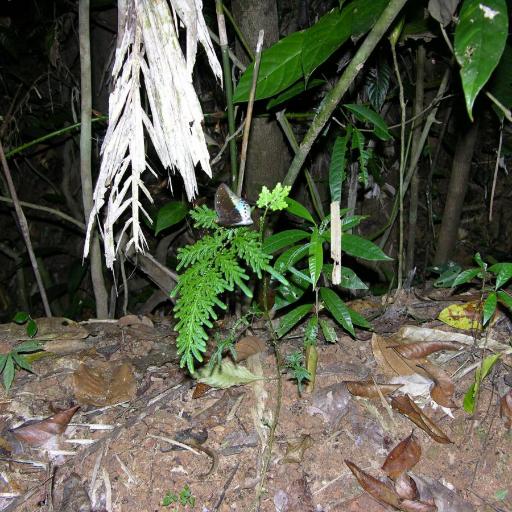 Common Archduke (Lexias Pardalis) Insect Identification Guide, Habitat ...