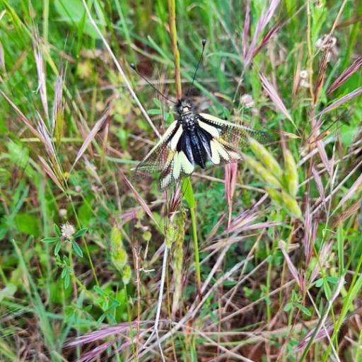 Owly Sulphur (Libelloides Coccajus) Insect Identification Guide ...