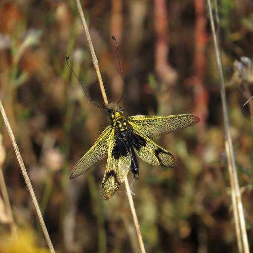 Libelloides Longicornis Insect Identification Guide, Habitat & Facts