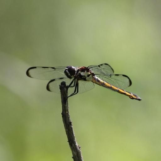 Bar-winged Skimmer (Libellula Axilena) Insect Identification Guide ...
