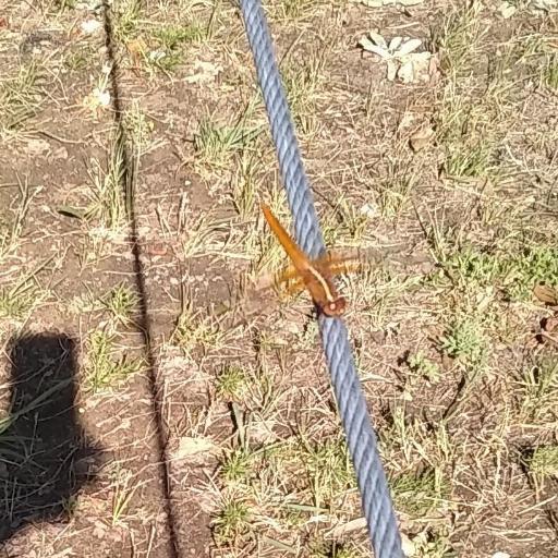 Neon Skimmer (Libellula Croceipennis) Insect Identification Guide ...