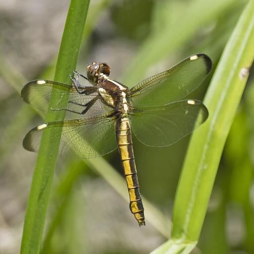 Spangled Skimmer (Libellula Cyanea) Insect Identification Guide ...