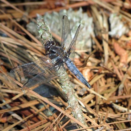 Widow Skimmer (Libellula Luctuosa) Insect Identification Guide, Habitat ...