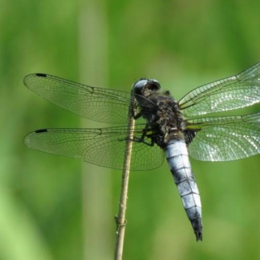 Scarce Chaser (Libellula Fulva) Insect Identification Guide, Habitat ...