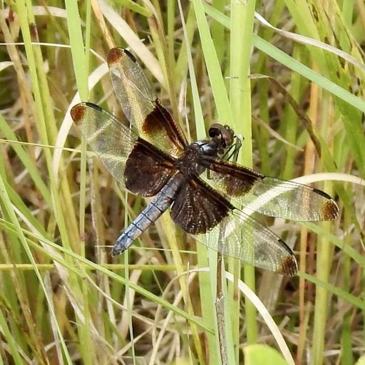 Widow Skimmer (Libellula Luctuosa) Insect Identification Guide, Habitat ...