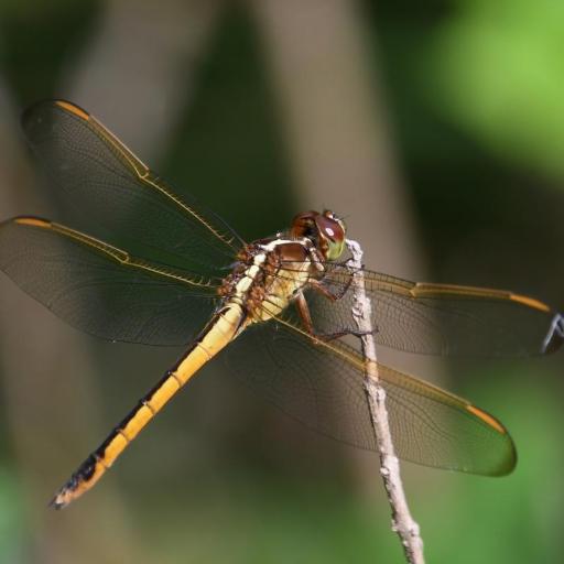 Needham's Skimmer (Libellula Needhami) Insect Identification Guide, Habitat & Facts