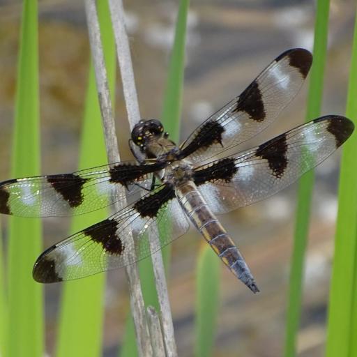 Twelve-spotted Skimmer (Libellula Pulchella) Insect Identification ...