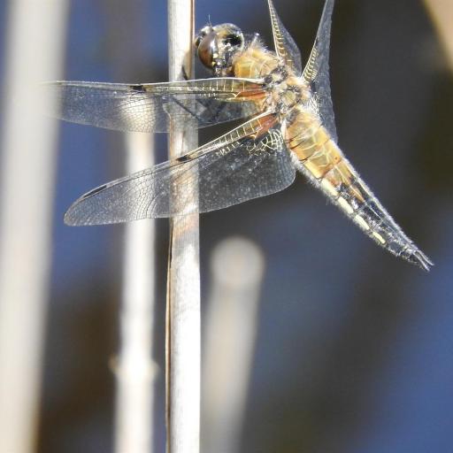 Four-spotted Skimmer (Libellula Quadrimaculata) Insect Identification ...