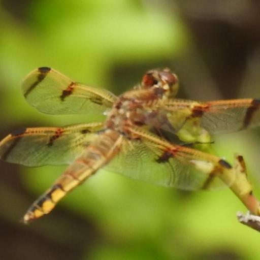 Painted Skimmer (Libellula Semifasciata) Insect Identification Guide ...