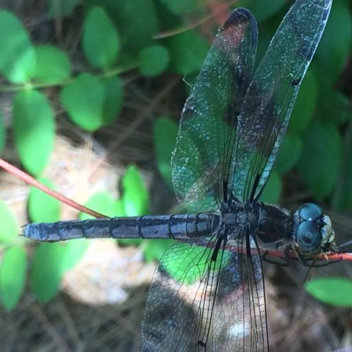 Great Blue Skimmer (Libellula Vibrans) Insect Identification Guide ...