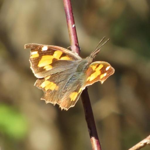 Feather-winged Beetles (Ptiliidae) Insect Identification Guide, Habitat ...