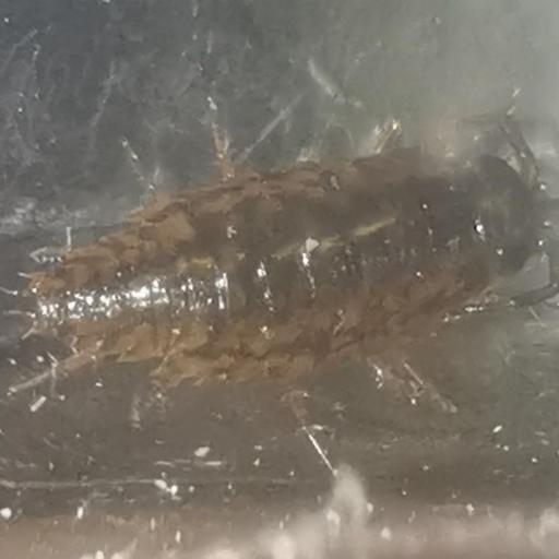 Carr Slater (Ligidium Hypnorum) Insect Identification Guide, Habitat ...