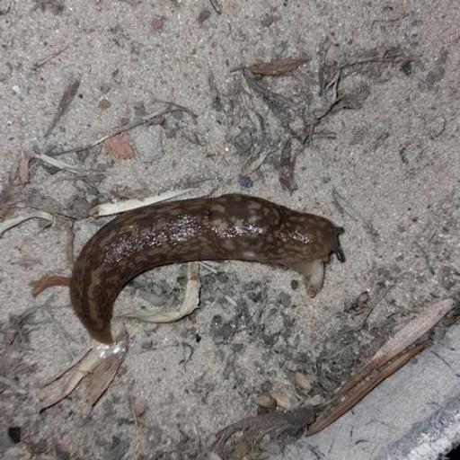 Yellow Cellar Slug (Limacus Flavus) Insect Identification Guide ...