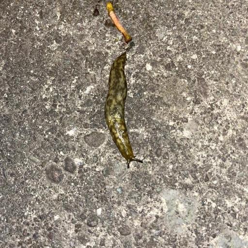 Green Cellar Slug (Limacus Maculatus) Insect Identification Guide ...