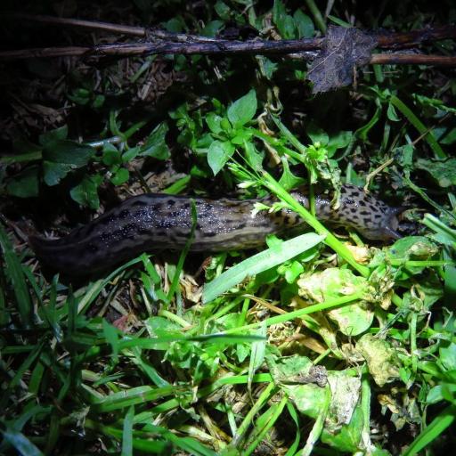 Leopard Slug (Limax Maximus) Insect Identification Guide, Habitat & Facts