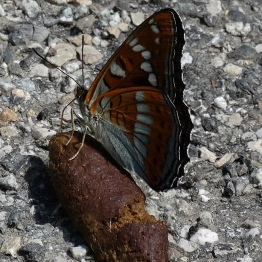 Poplar Admiral (Limenitis Populi) Insect Identification Guide, Habitat ...