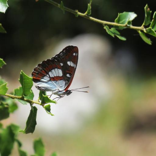 Southern White Admiral (Limenitis Reducta) Insect Identification Guide ...