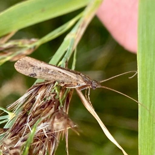 Limnephilus Affinis Insect Identification Guide, Habitat & Facts