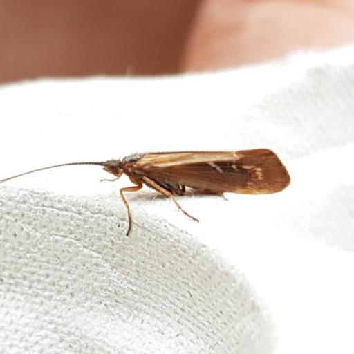 Limnephilus Auricula Insect Identification Guide, Habitat & Facts