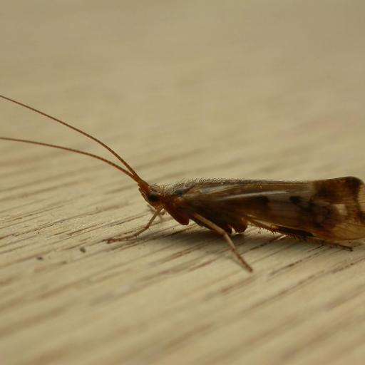 Cinnamon Sedge (Limnephilus Lunatus) Insect Identification Guide ...