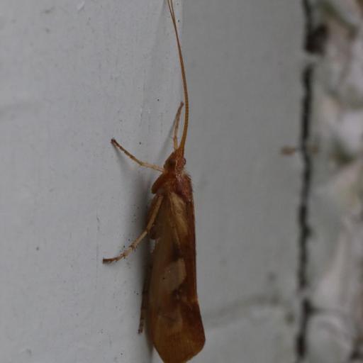 Feather-winged Beetles (Ptiliidae) Insect Identification Guide, Habitat ...