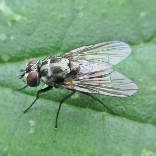 Limnophora Insect Identification Guide, Habitat & Facts