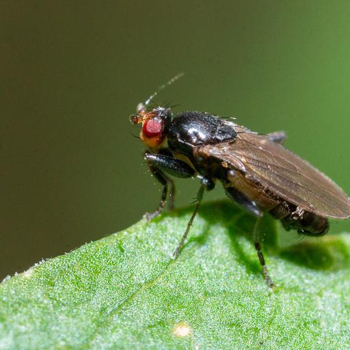 Glowworm Beetles (Phengodidae) Insect Identification Guide, Habitat & Facts