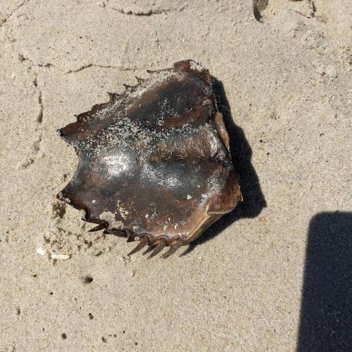 Atlantic Horseshoe Crab (Limulus Polyphemus) Insect Identification ...