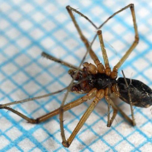 Common Sheetweb Spider (Linyphia Triangularis) Insect Identification ...