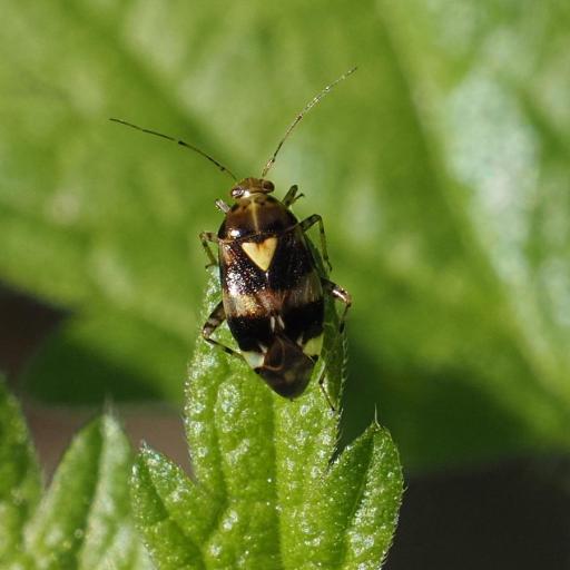 Three Spotted Nettle Bug (Liocoris Tripustulatus) Insect Identification ...