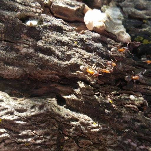 Velvety Tree Ants (Liometopum) Insect Identification Guide, Habitat & Facts