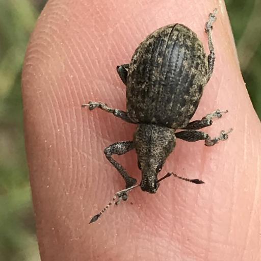 Chequered Weevil (Liophloeus Tessulatus) Insect Identification Guide ...