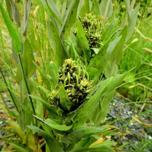 Crucifer Aphids (Lipaphis) Insect Identification Guide, Habitat & Facts