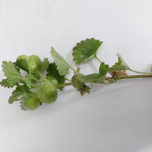 True Cochineal Bug (Dactylopius Coccus) Insect Identification Guide ...