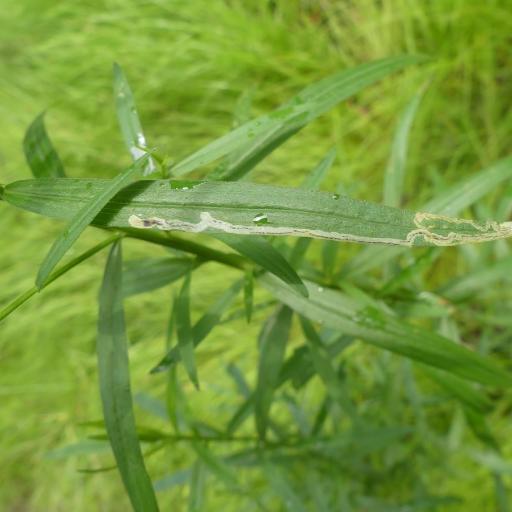 Liriomyza Leaf-mining Flies (Liriomyza) Insect Identification Guide ...