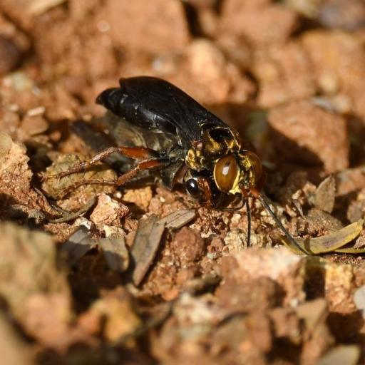 House Centipede (Scutigera Coleoptrata) Insect Identification Guide ...