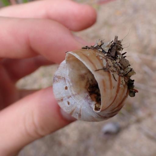 African Giant Snail (Lissachatina Fulica) Insect Identification Guide ...