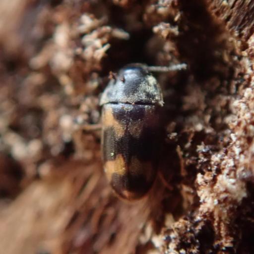 Red-banded Leafhopper (Graphocephala Coccinea) Insect Identification ...