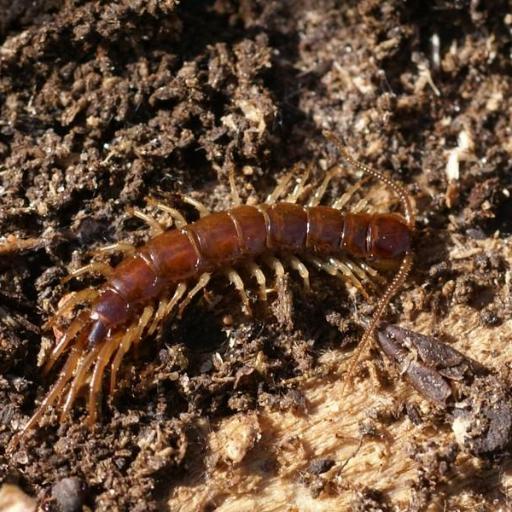 Brown Centipede (Lithobius Forficatus) Insect Identification Guide ...