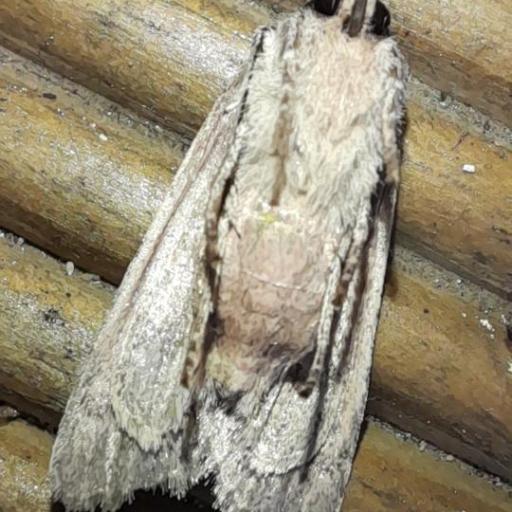 Blair's Shoulder-Knot (Lithophane Leautieri) Insect Identification ...